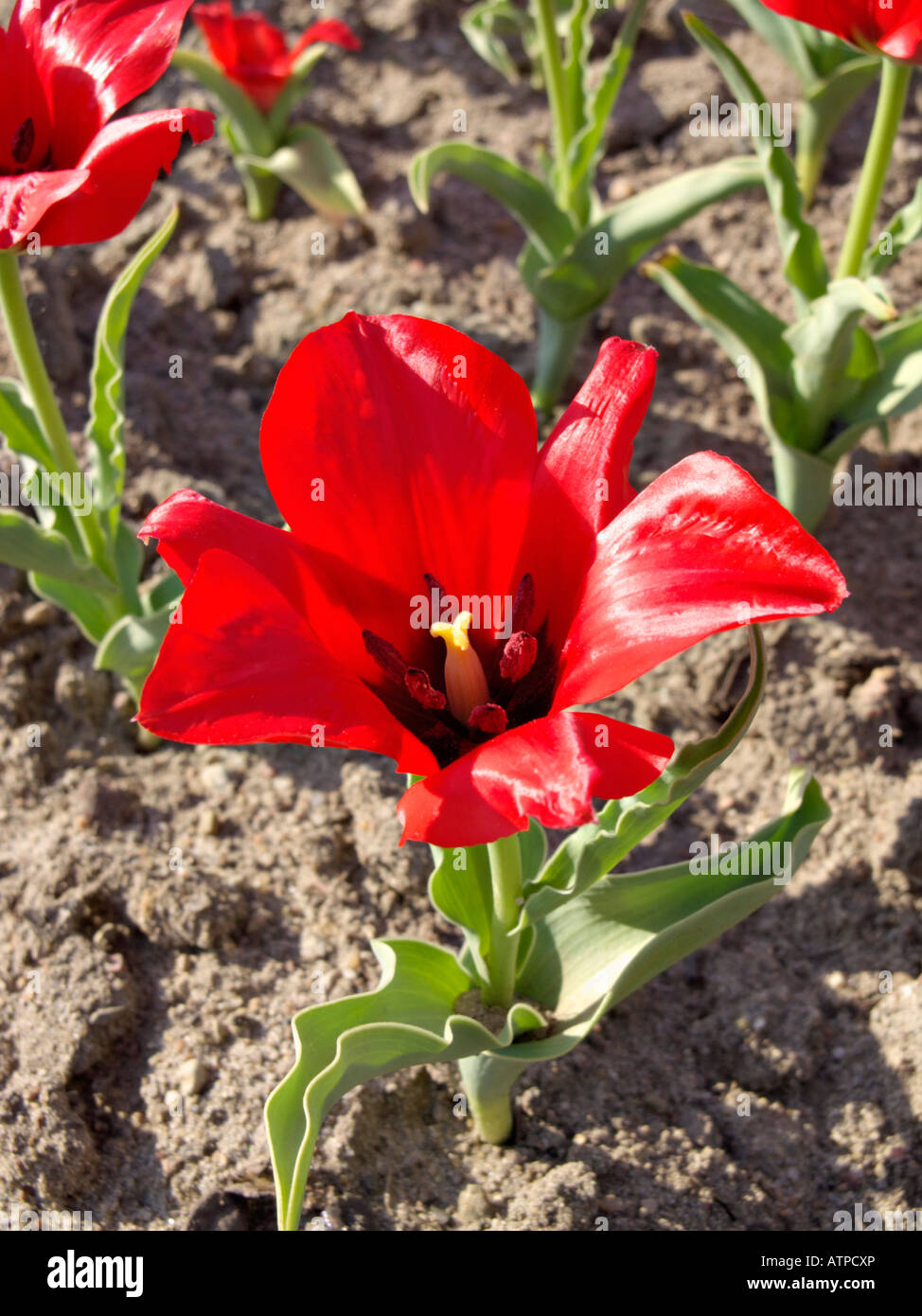 Wild tulip (Tulipa vvedenskyi Stock Photo - Alamy