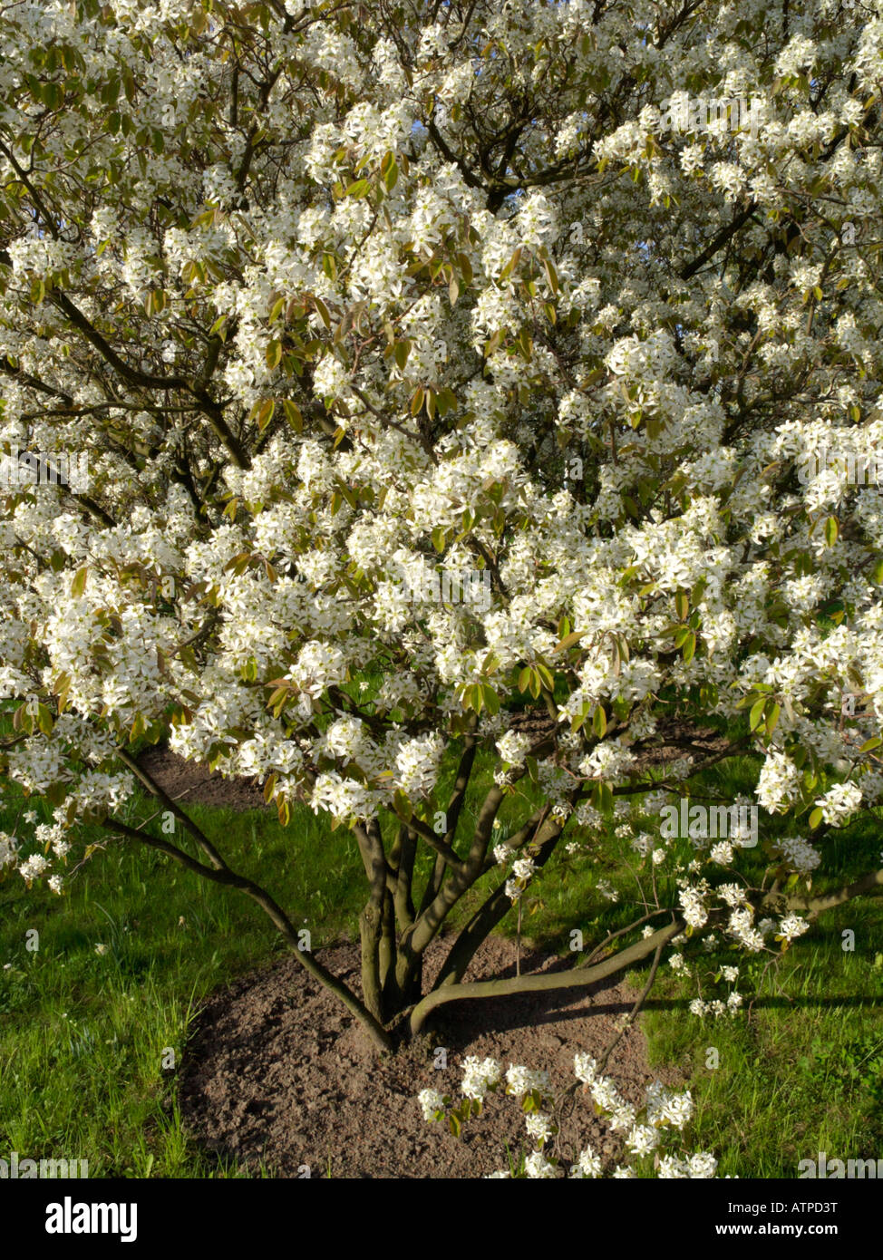 Service berry (Amelanchier Stock Photo - Alamy