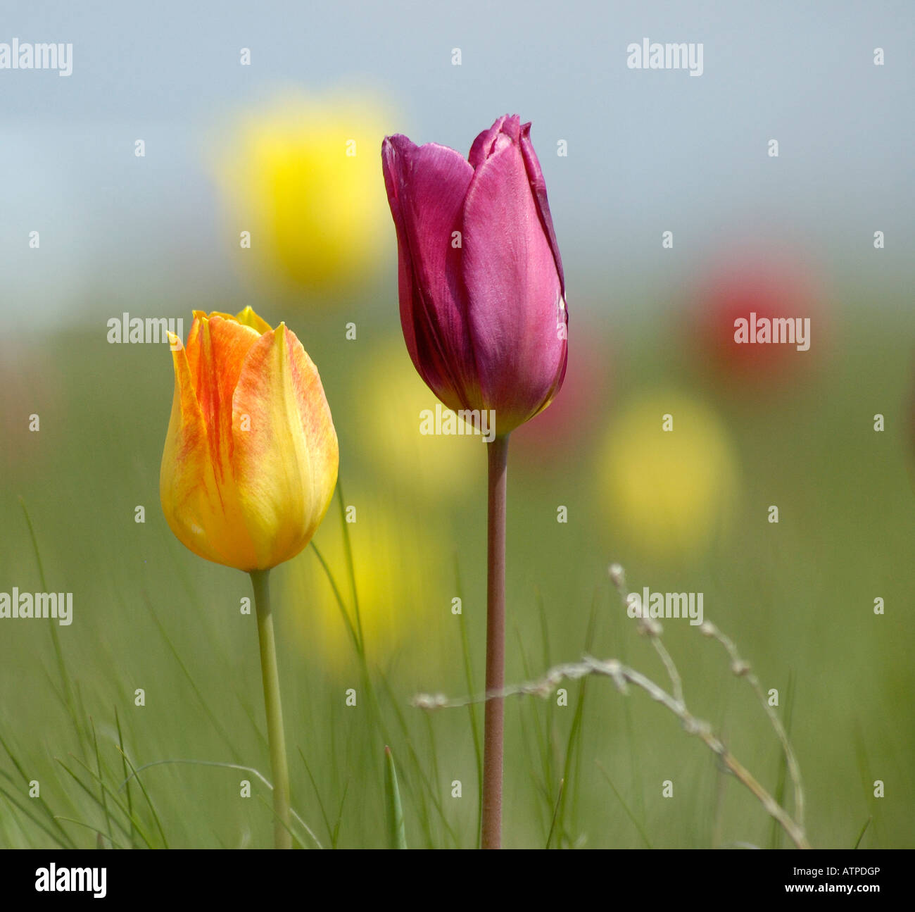 Tulip field Cut Out Stock Images & Pictures - Alamy