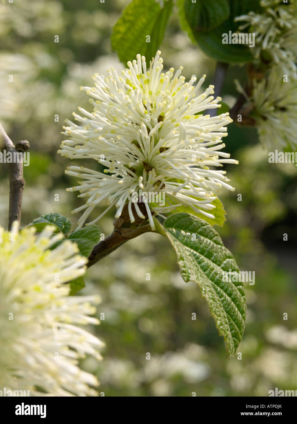 Large fothergilla (Fothergilla major Stock Photo - Alamy