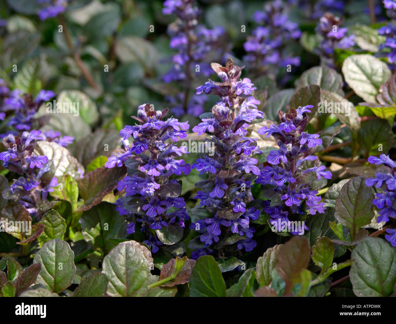Carpet bugle (Ajuga reptans 'Atropurpurea' Stock Photo - Alamy