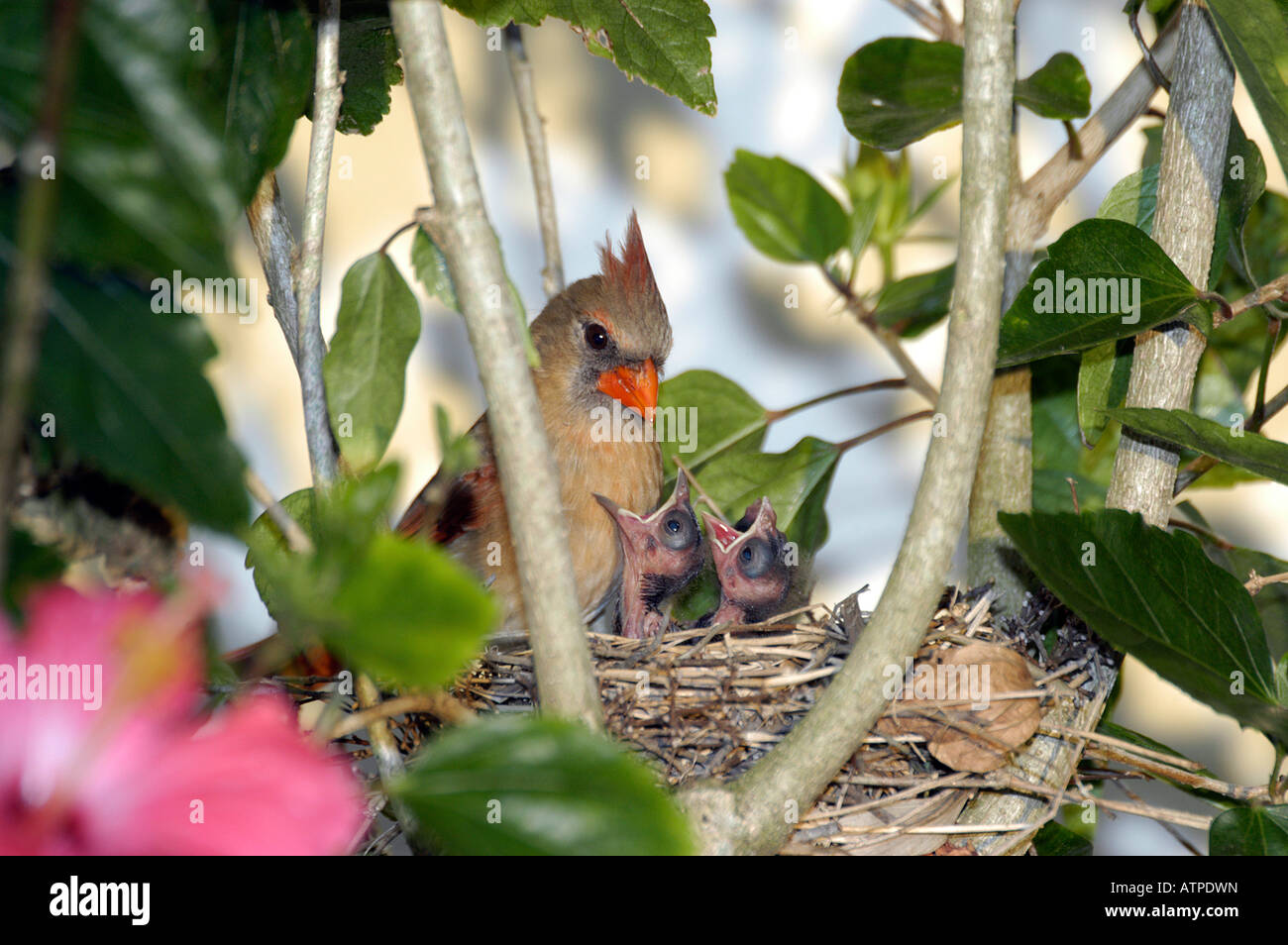 Cardinal nest hi-res stock photography and images - Alamy