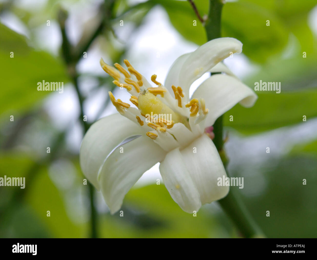 Lemon tree flowers hi-res stock photography and images - Alamy