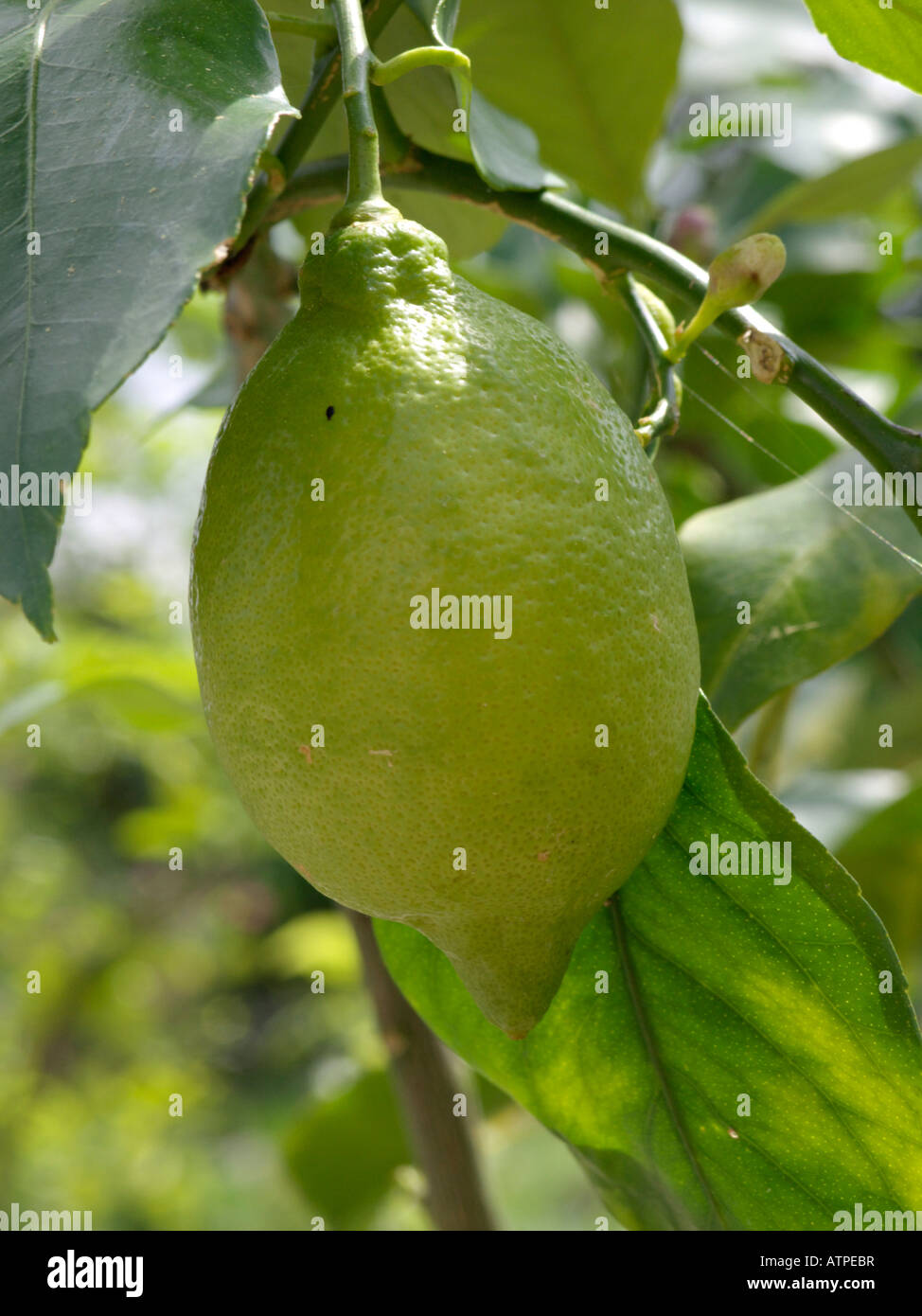 Lemon (Citrus limon Stock Photo - Alamy