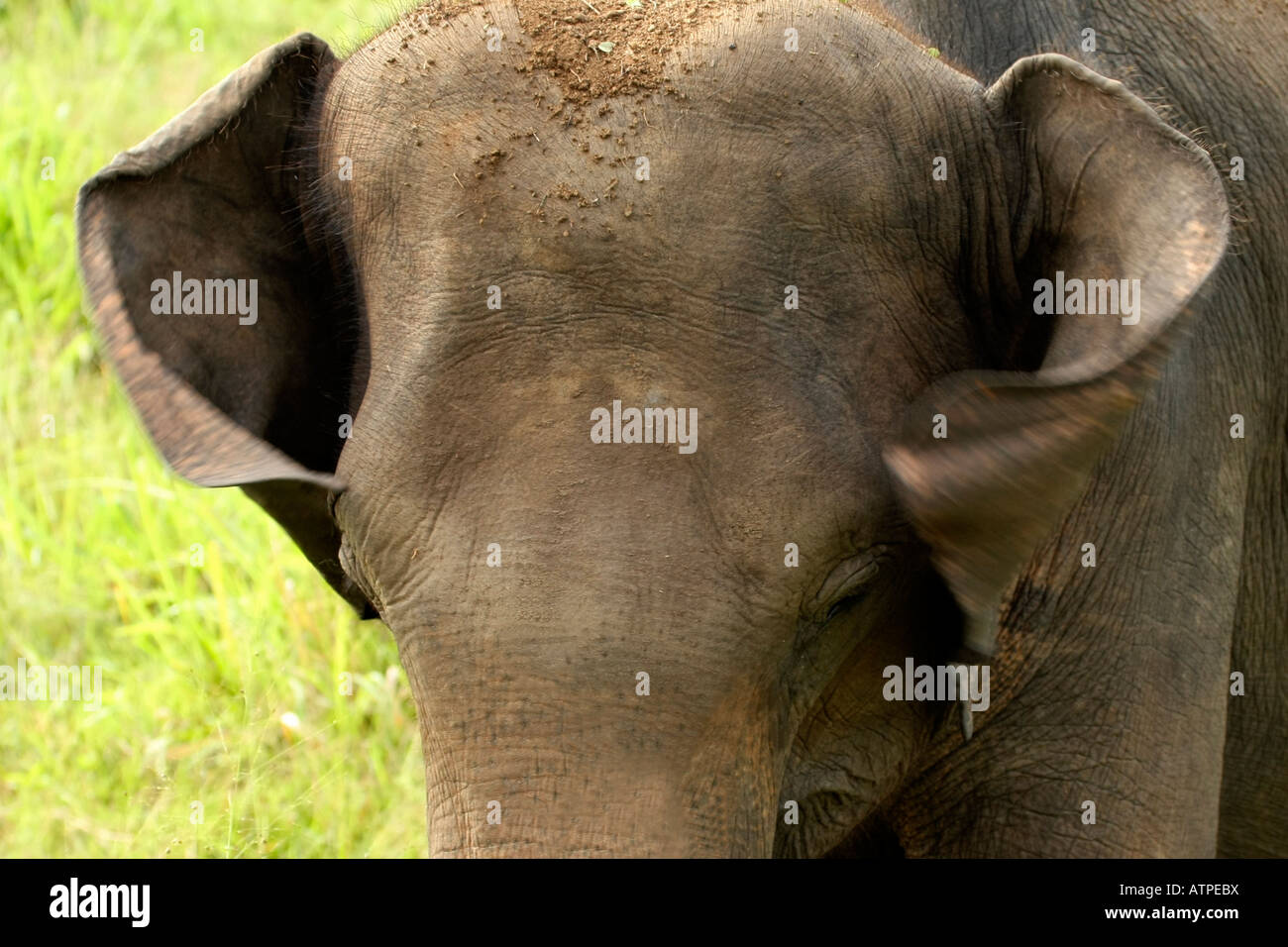 Female Asian Elephant with flapping ears, Uda Walawe National Park, Sri ...