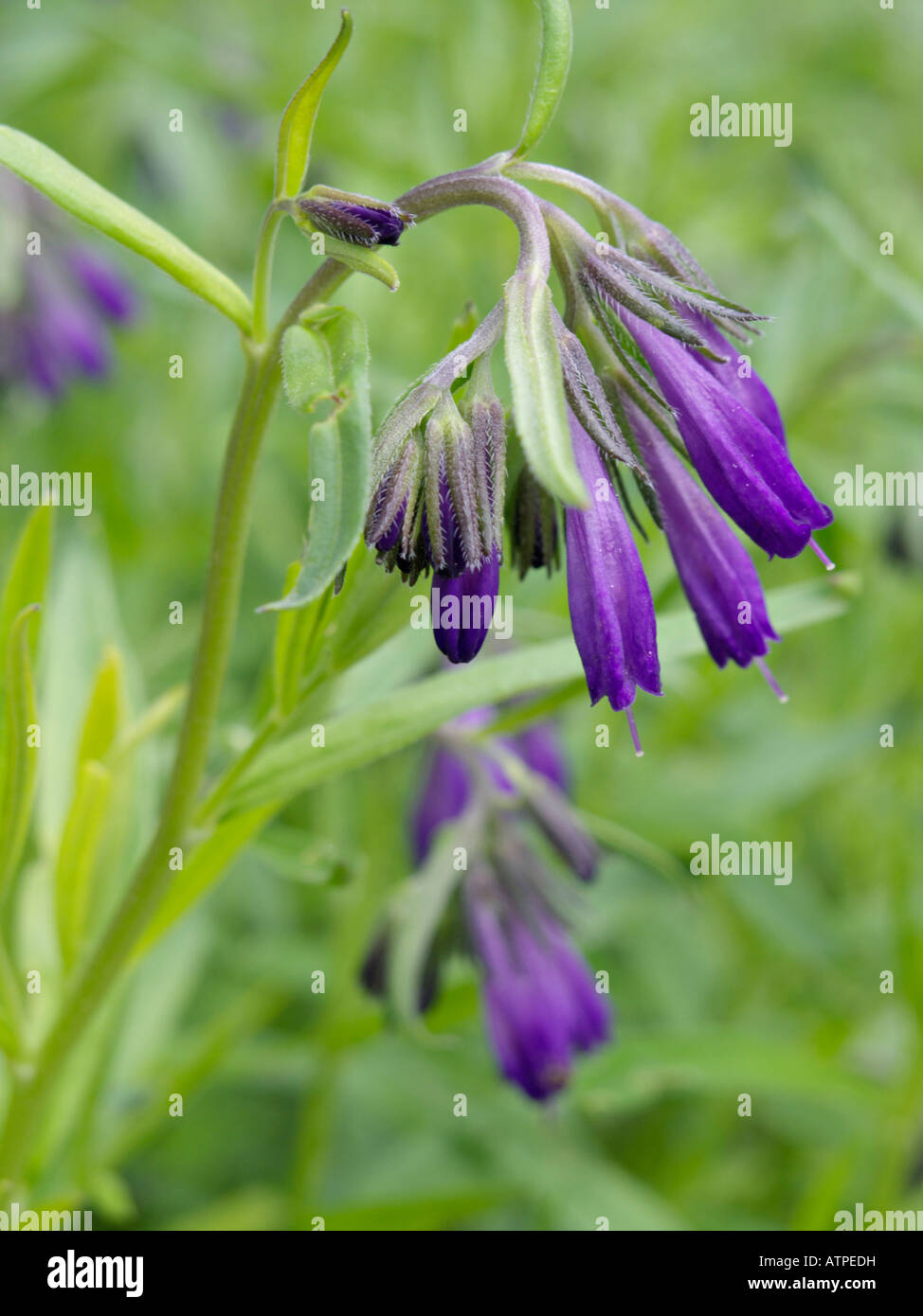 Doerfleri hi-res stock photography and images - Alamy