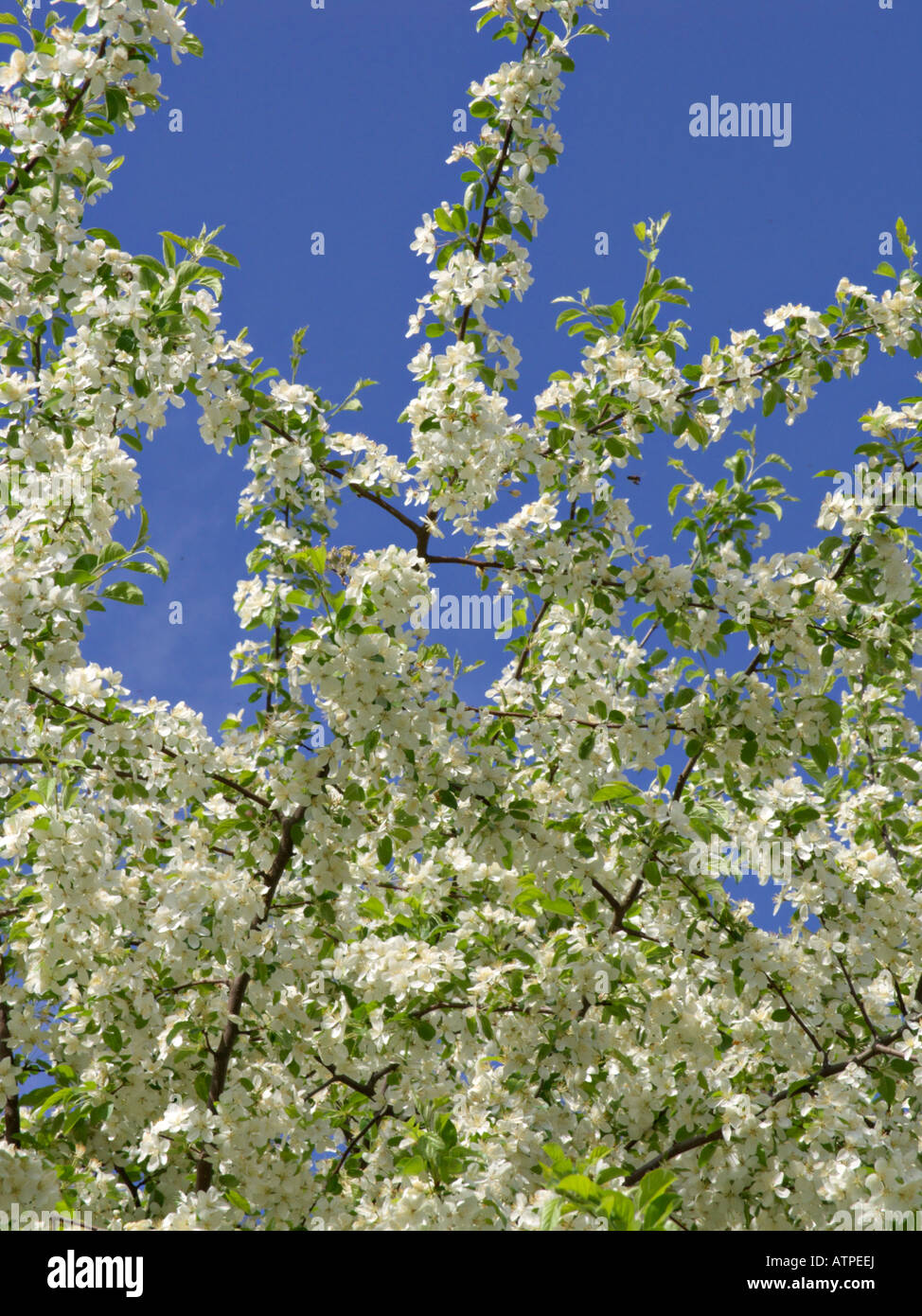 Malus toringo hi-res stock photography and images - Alamy