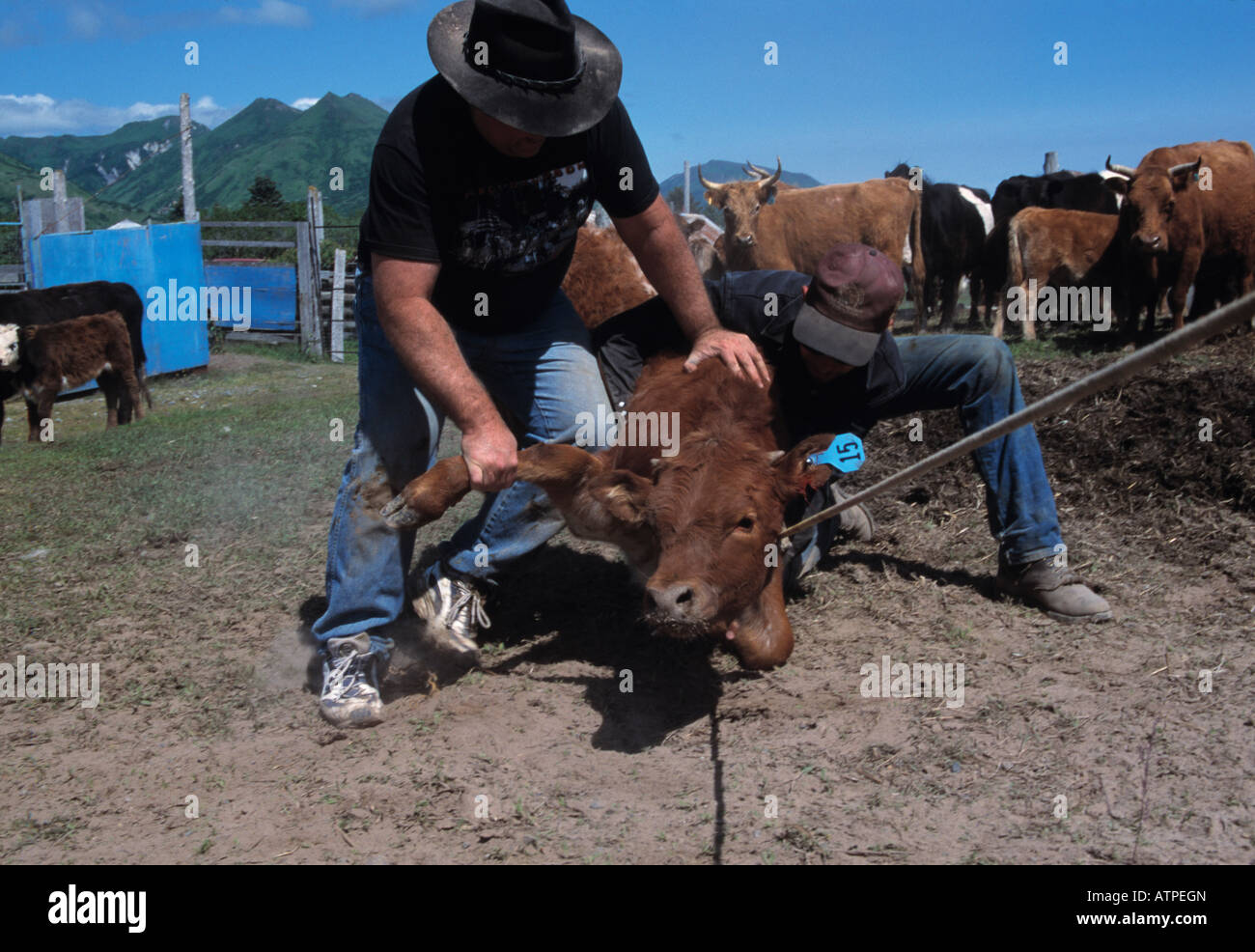 Cowboy catching horse hi-res stock photography and images - Alamy