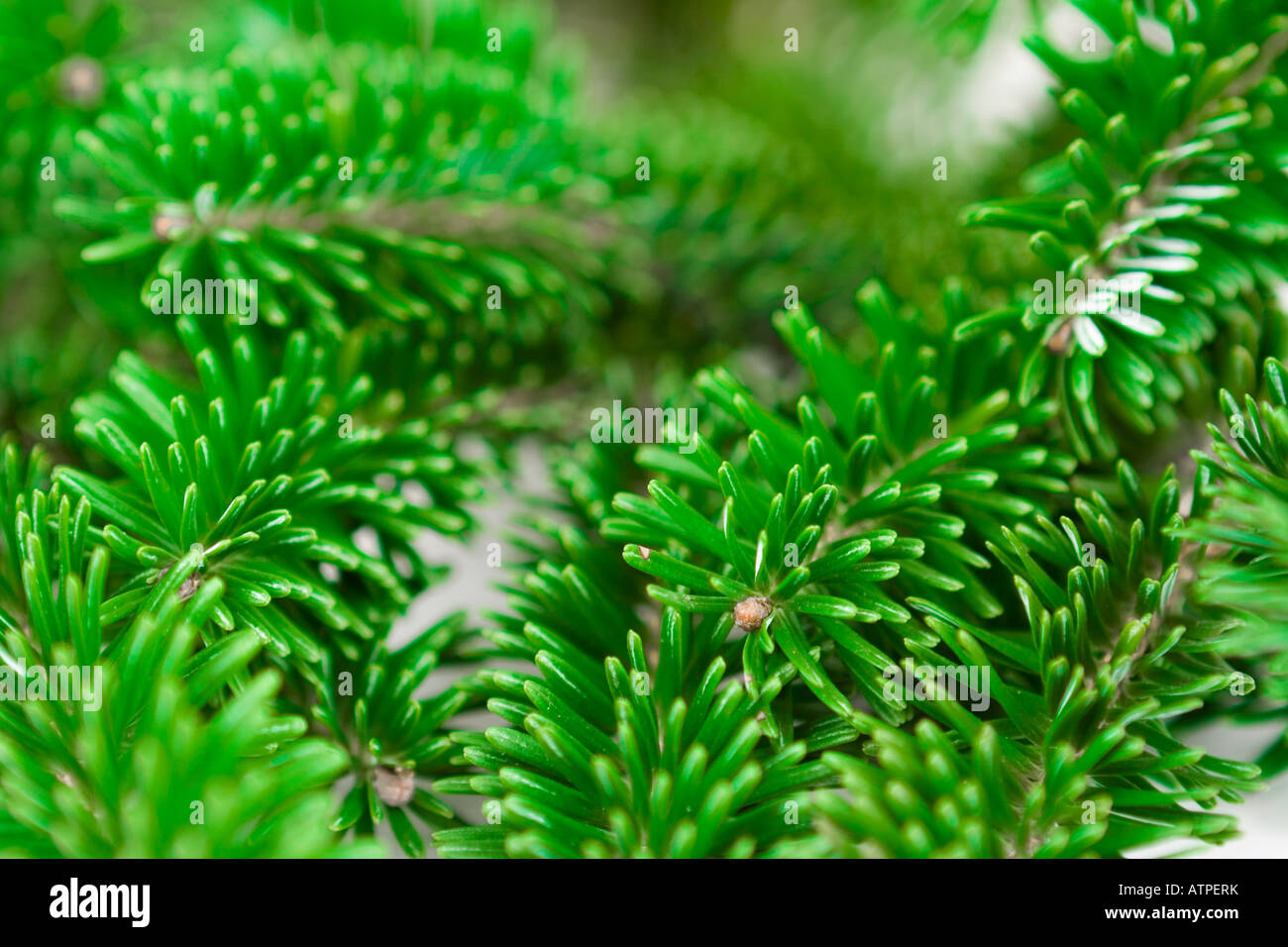 Pine tree background Stock Photo - Alamy
