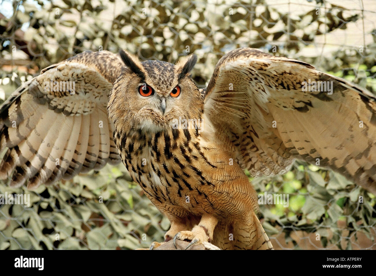 Owl with outstretched wings hi-res stock photography and images - Alamy