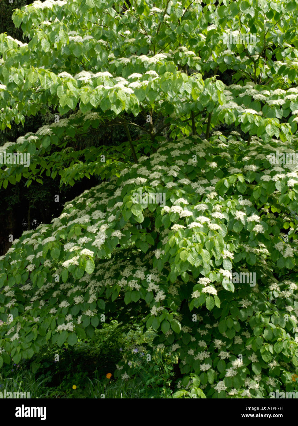 Giant flowering dogwood tree hi-res stock photography and images - Alamy