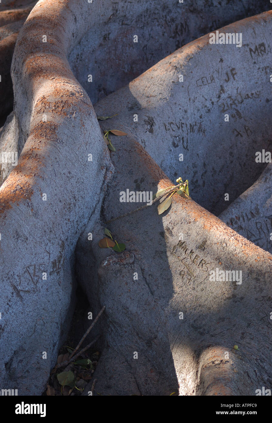 Morton Bay Fig Tree Roots Stock Photo - Alamy