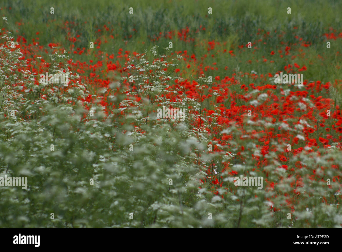 World war one poppies field hi-res stock photography and images - Alamy