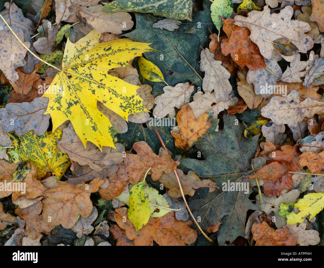 Autumn leaves of late October Stock Photo - Alamy