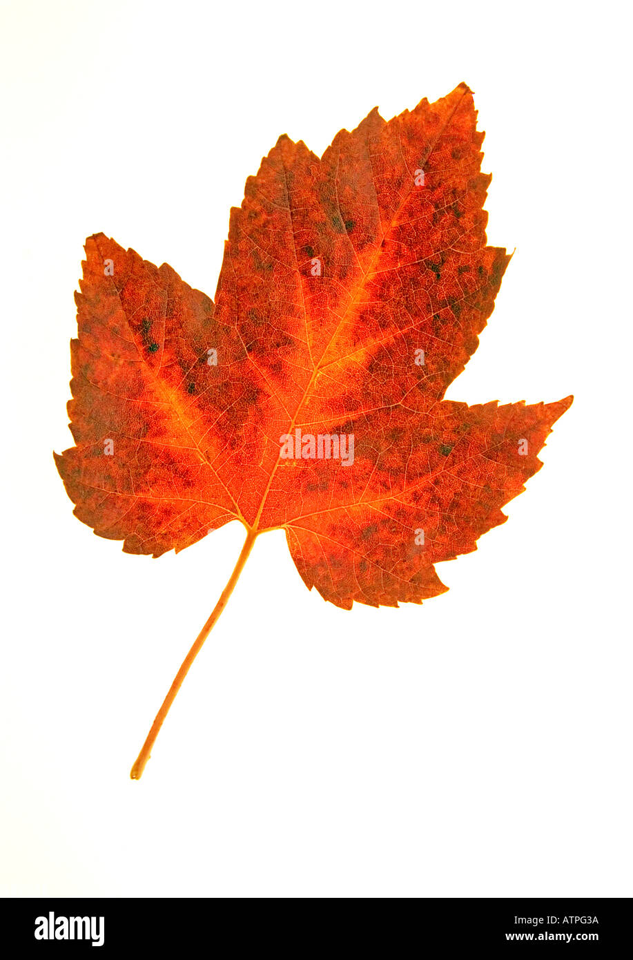Fall Coloured Maple Leaf Stock Photo - Alamy