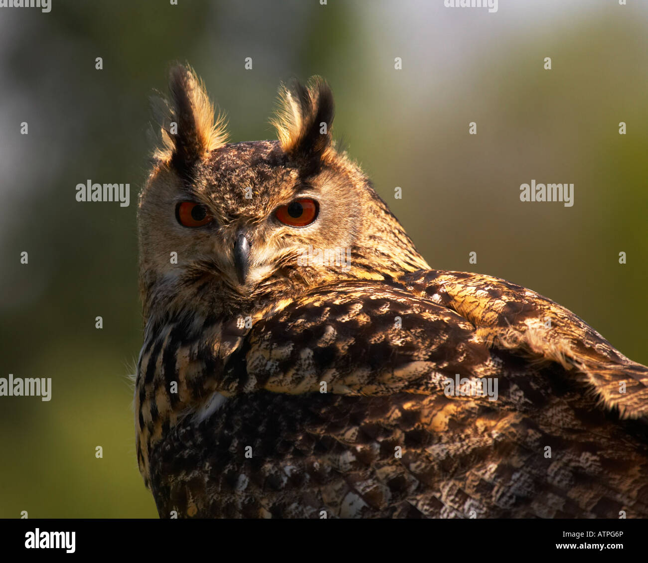 Owl ears hi-res stock photography and images - Alamy