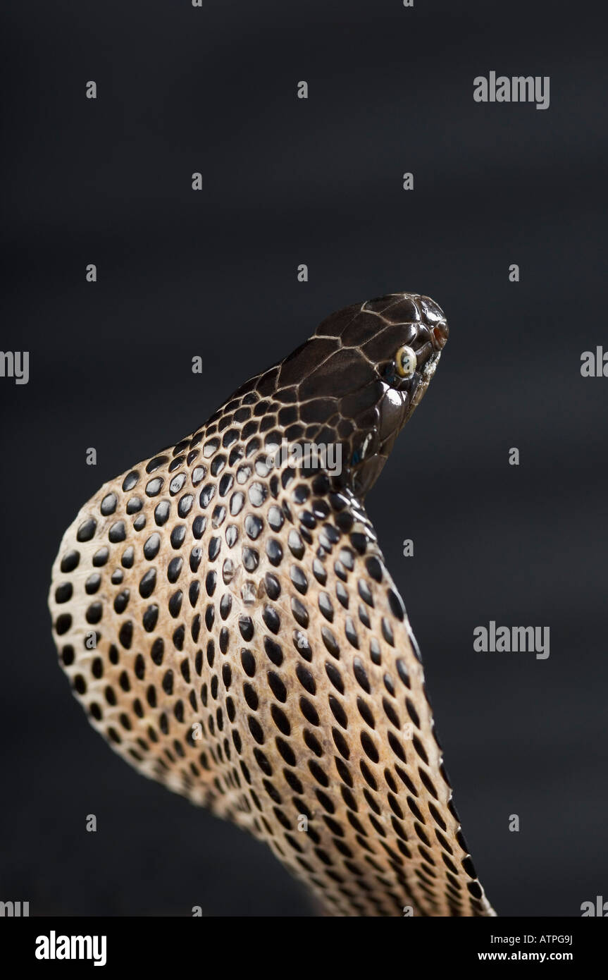 Close-up of a cobra Stock Photo - Alamy