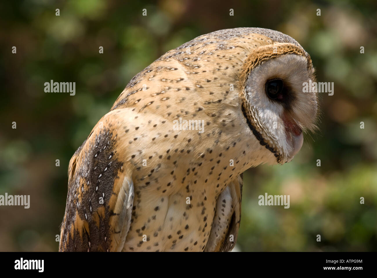 Barn owl head hi-res stock photography and images - Alamy