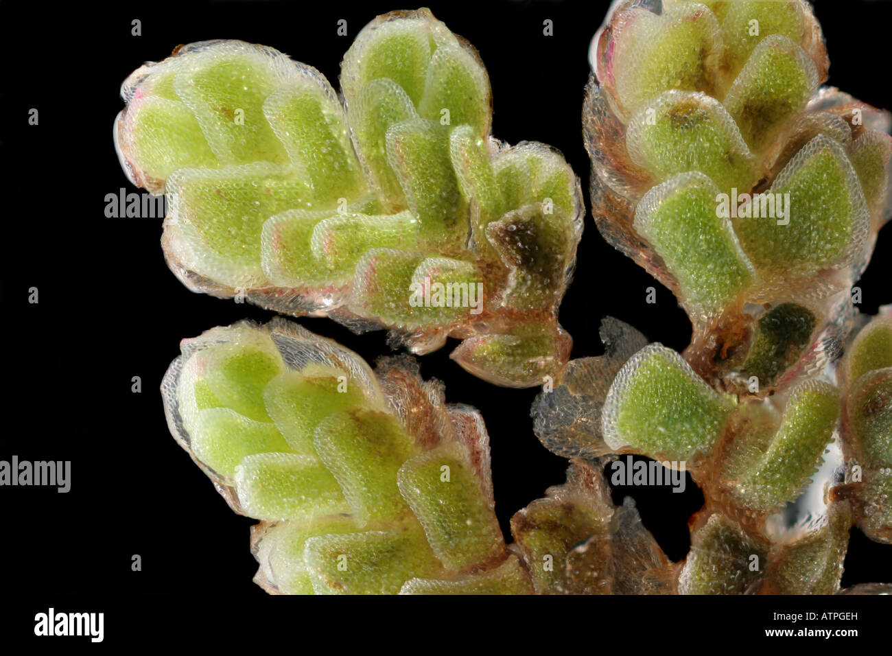 Close-up of a frond of a water fern, Azolla sp Stock Photo - Alamy
