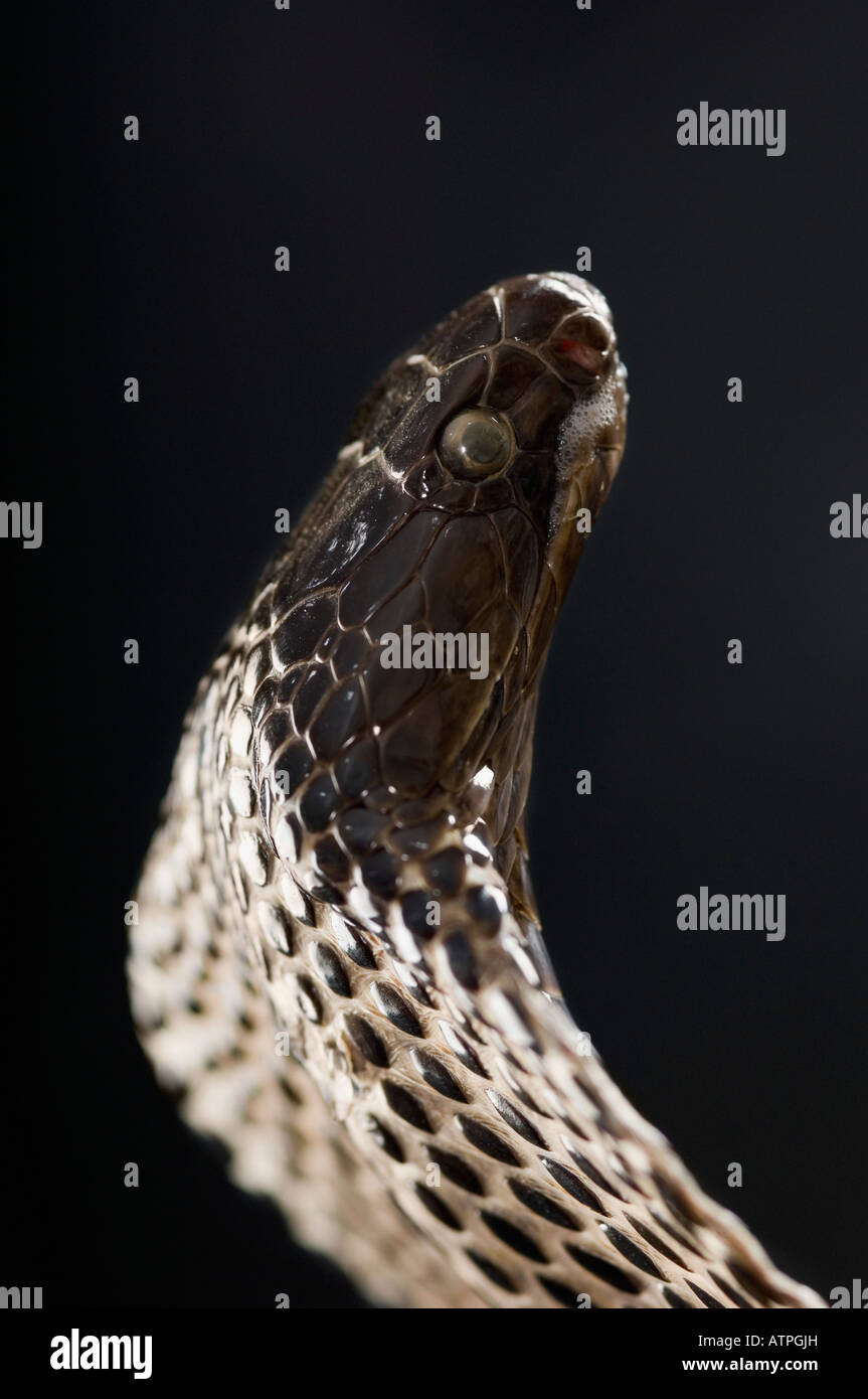 Close-up of a cobra Stock Photo - Alamy