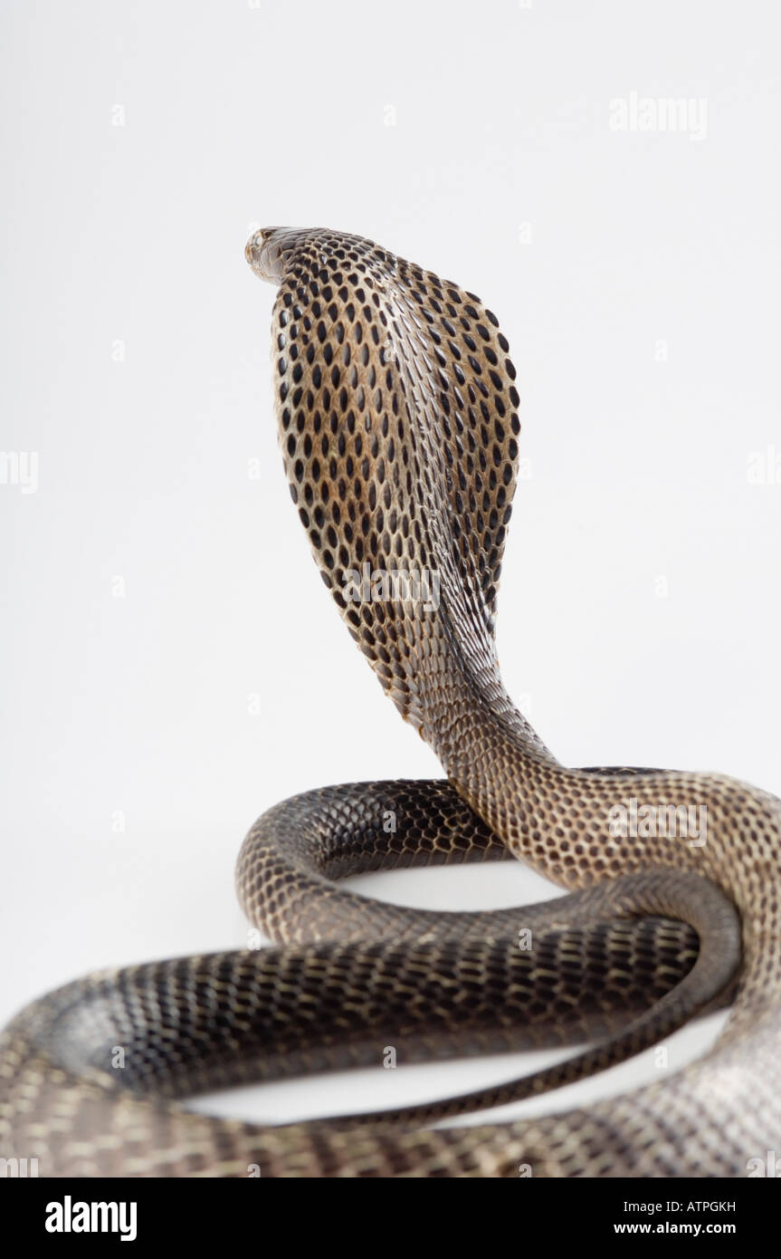 Close-up of a cobra Stock Photo - Alamy