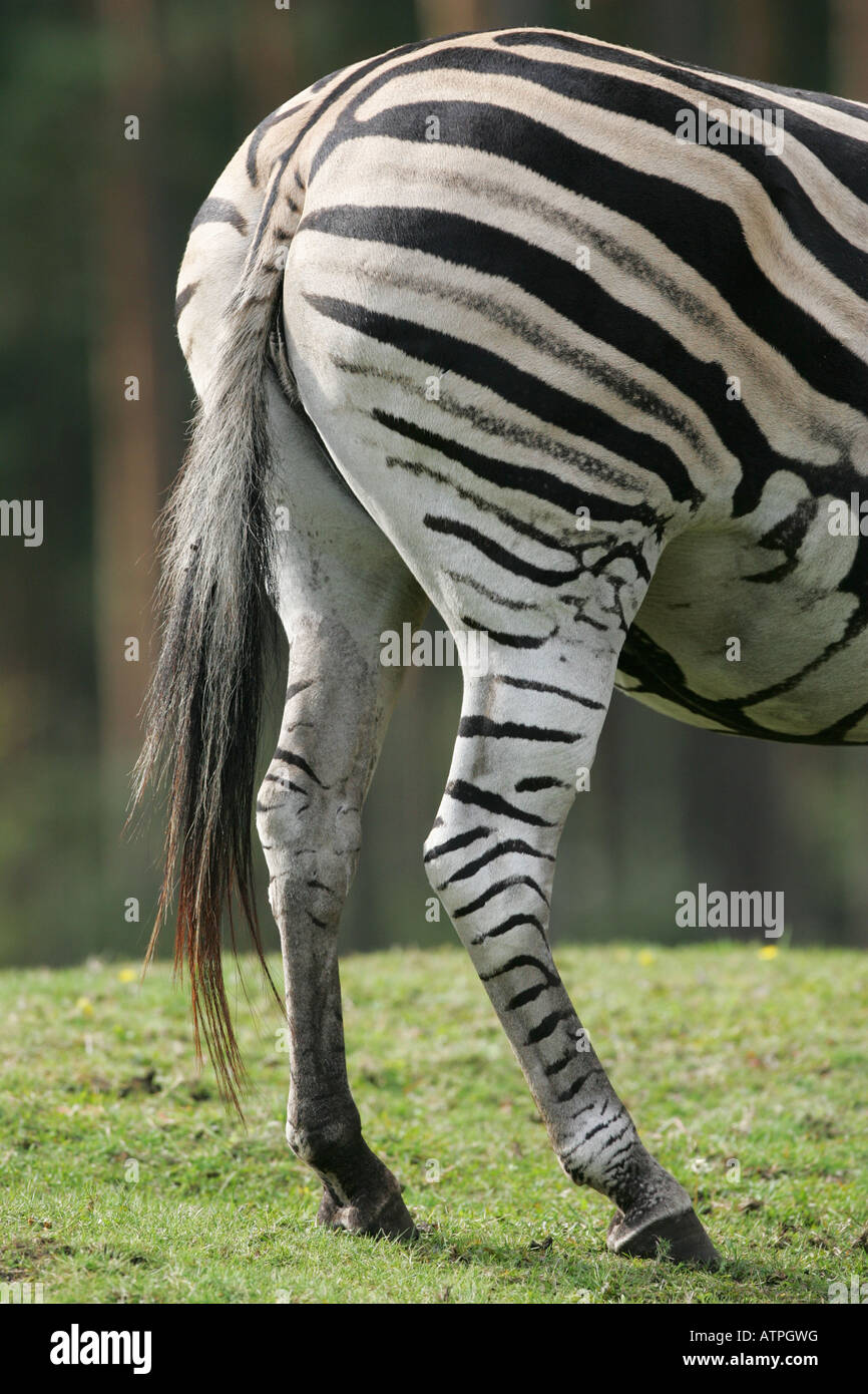Zebra back side closeup - Equus zebra zebra Stock Photo - Alamy