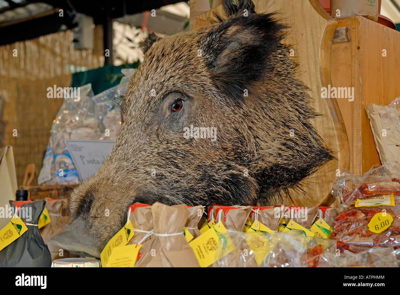Cingiali hi-res stock photography and images - Alamy