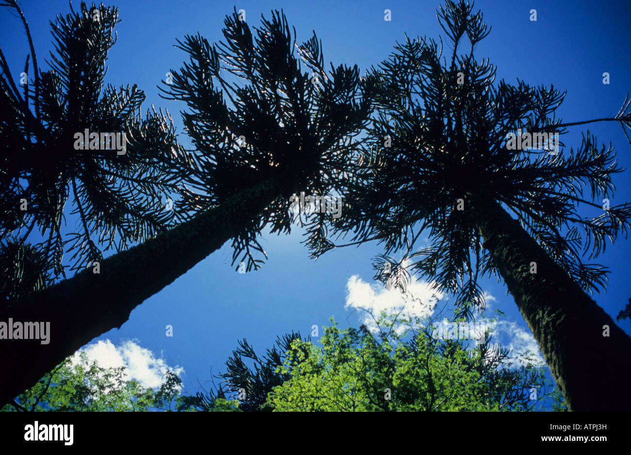 Native Monkey Puzzle Trees, Parque Nacional Huerquehue, Patagonia ...