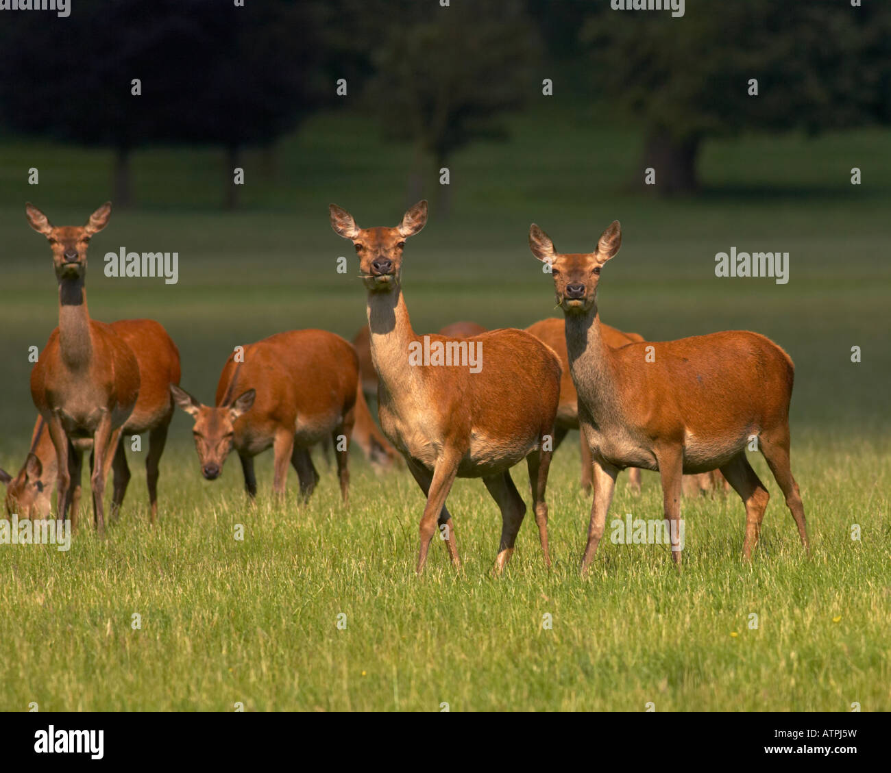 Warm reddish brown coat hi-res stock photography and images - Alamy