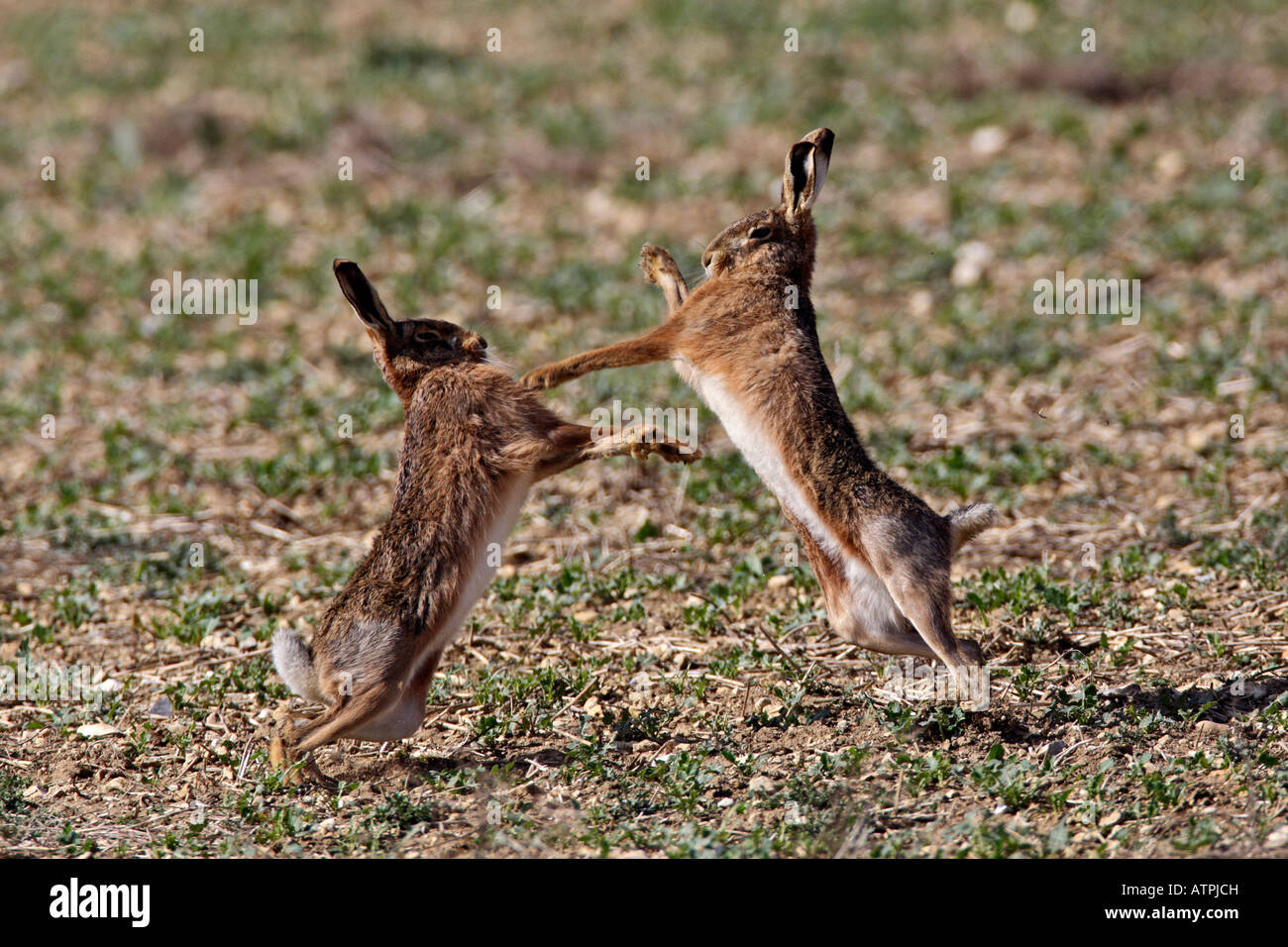 March hare boxing uk hi-res stock photography and images - Alamy
