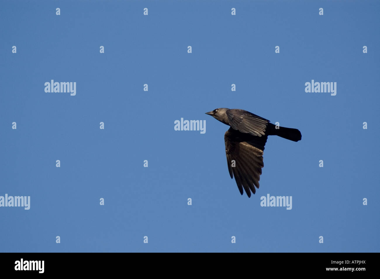 Jackdaw (corvus monedula) In Flight in the uk Stock Photo - Alamy
