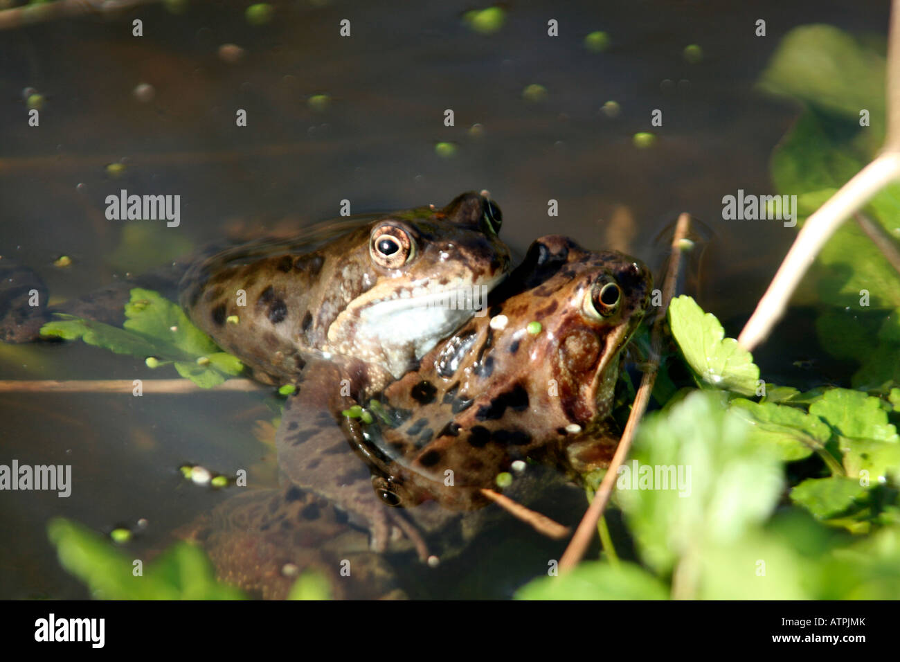 Mating frogs hi-res stock photography and images - Alamy