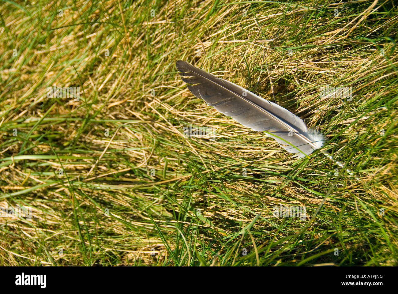 Long feather hi-res stock photography and images - Alamy