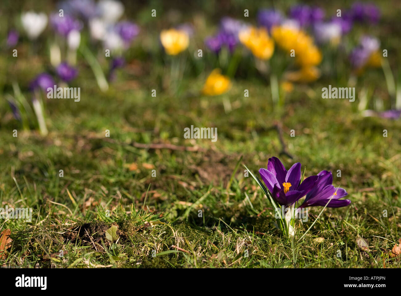 Spring Flowers at Cookley Green,Oxfordshire Stock Photo - Alamy