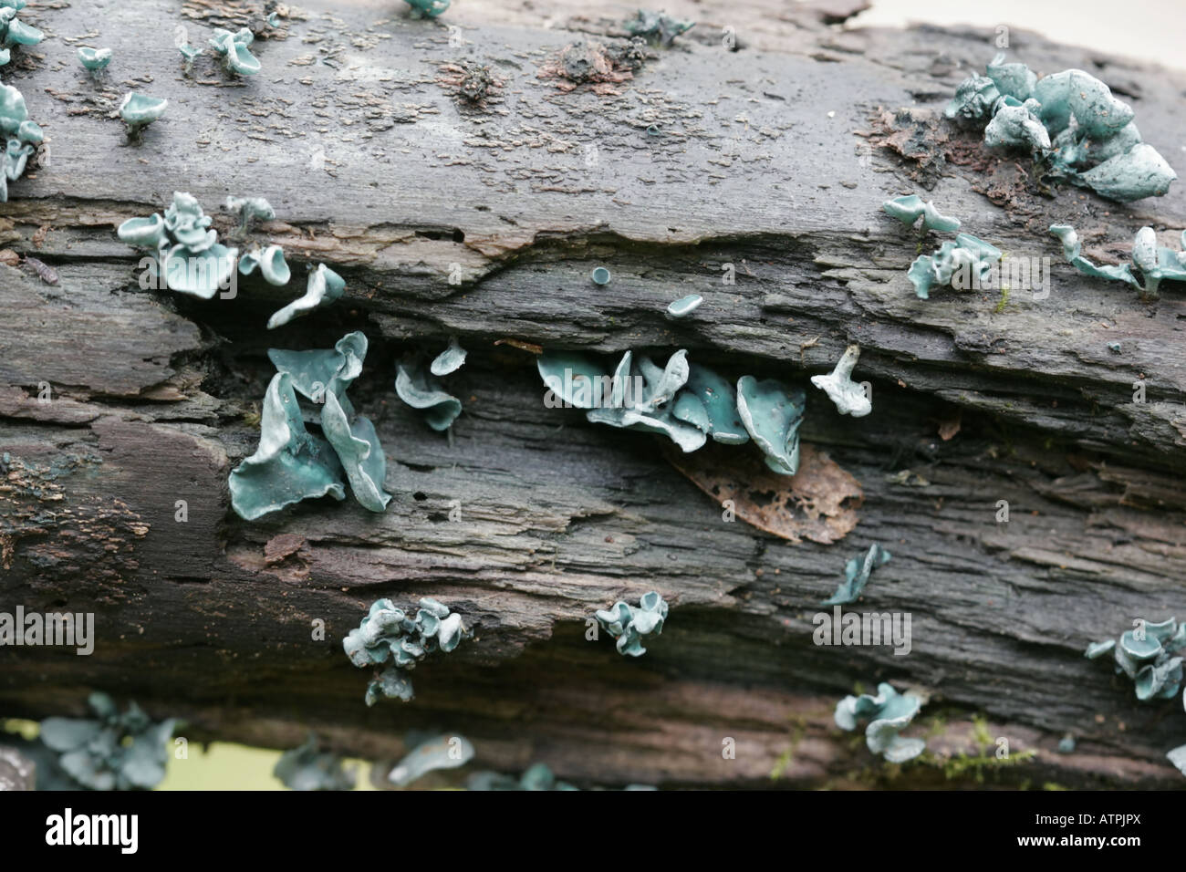 Green elfcup, chlorociboria aeruginascens, fruiting bodies Stock Photo ...