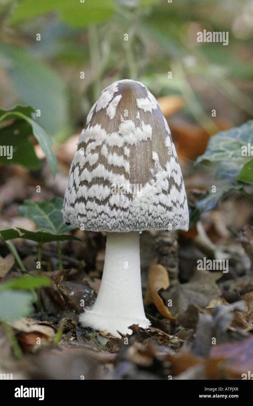Young magpie inkcap fungi, coprinus picaceus Stock Photo - Alamy