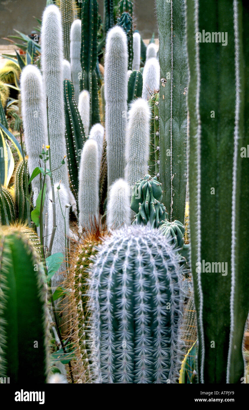 Trichoma High Resolution Stock Photography and Images - Alamy