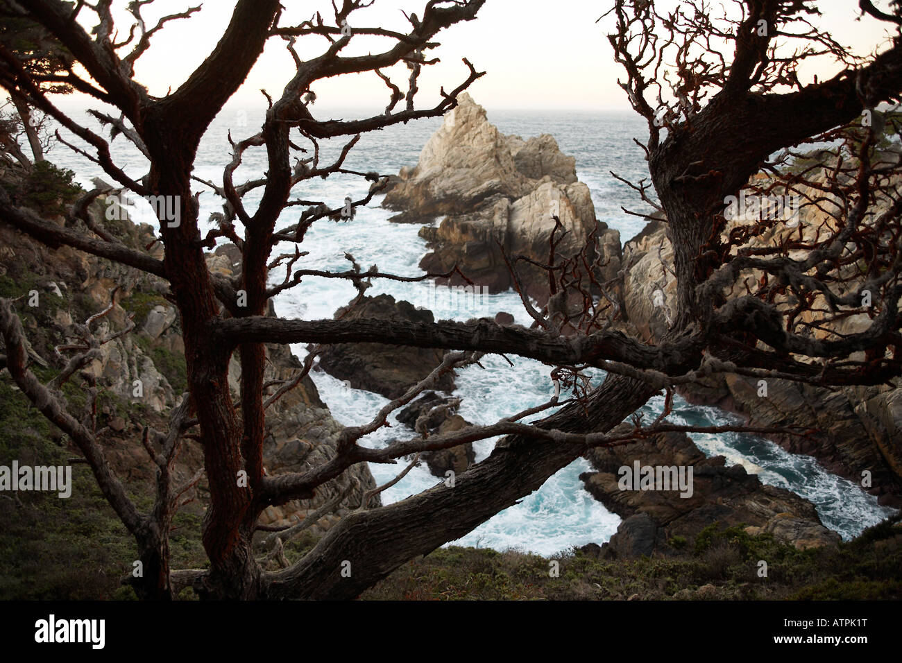 Cove Through Tree at Dusk at California's Point Lobos State Reserve ...