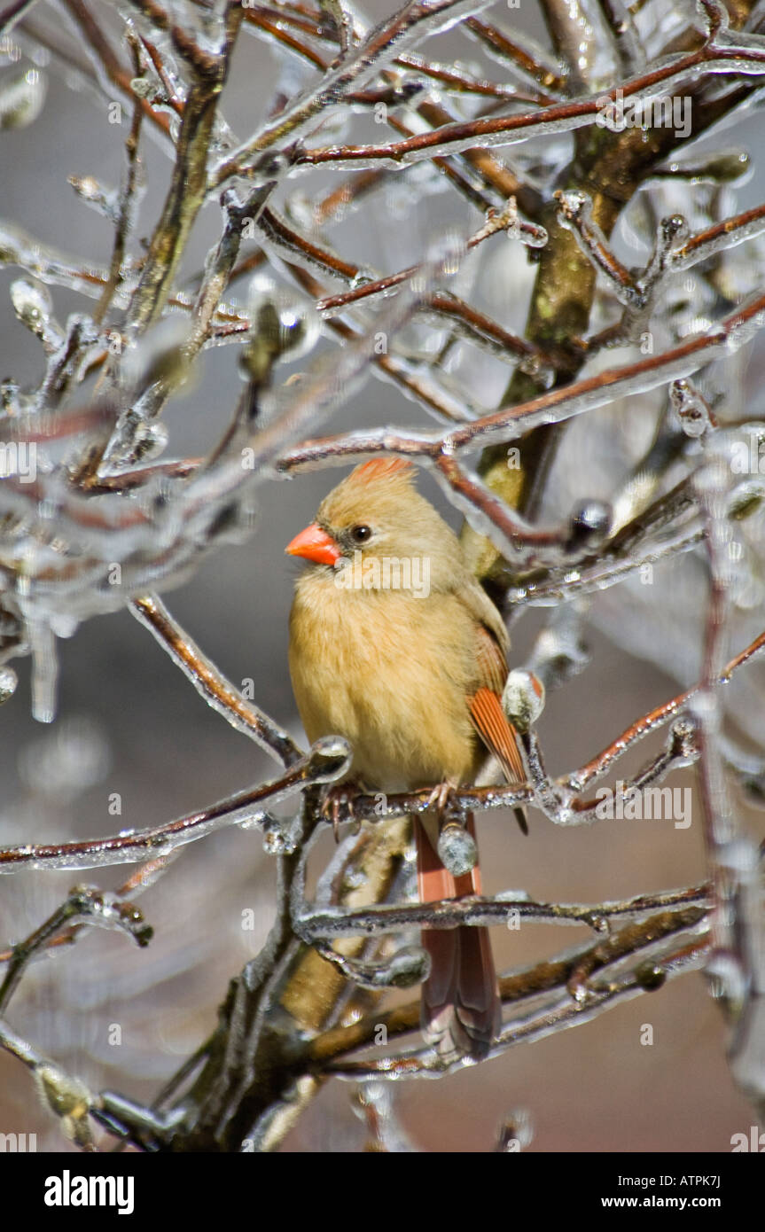 Female Cardinal