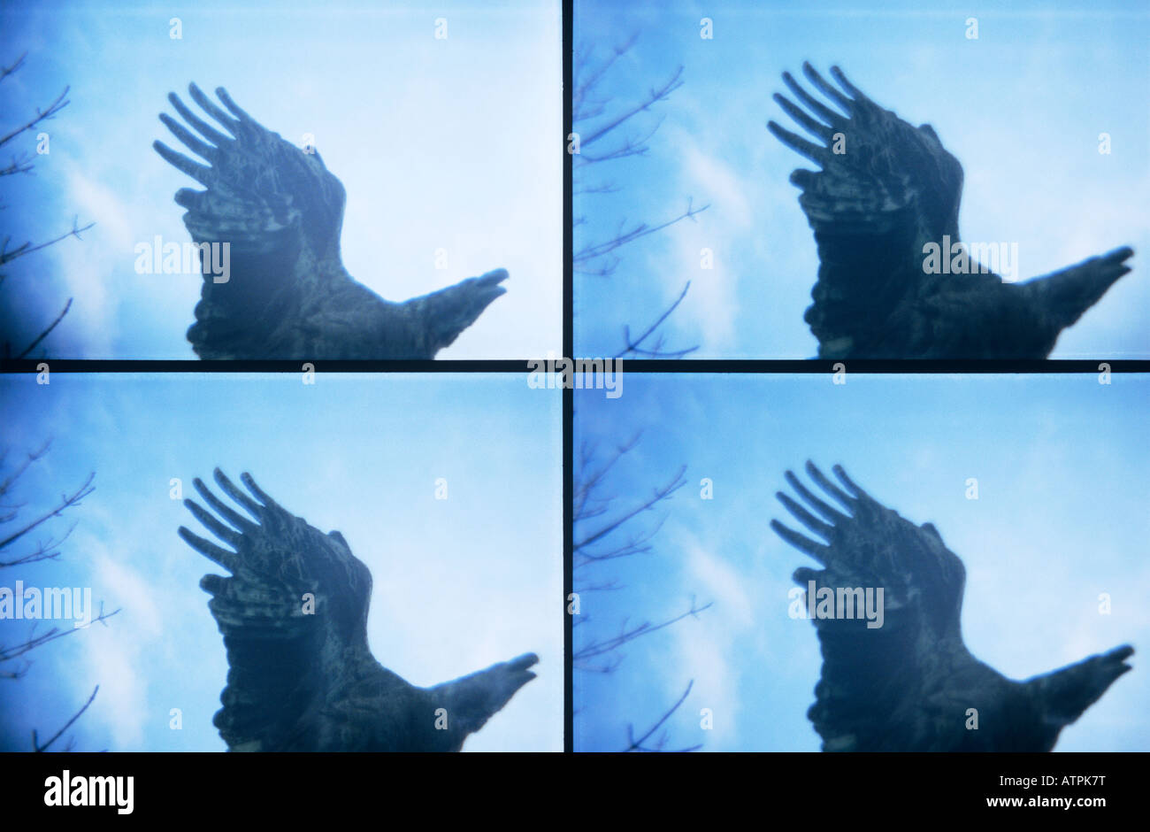 Four american eagles hi-res stock photography and images - Alamy