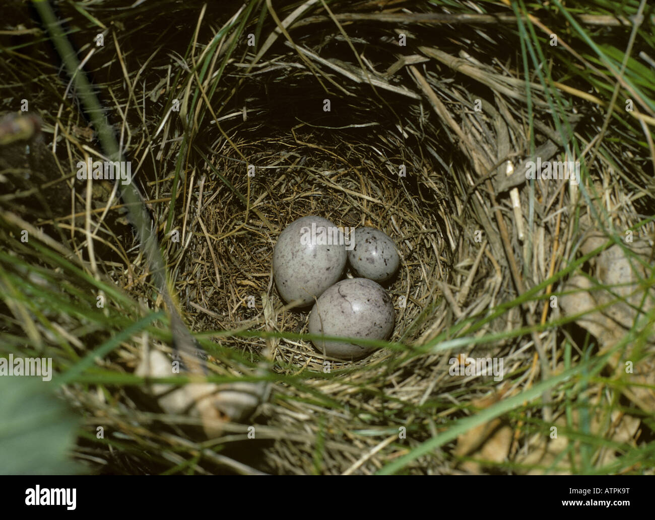 aberrant egg of yellowhammer. Emberiza citrinella taken in the 1960's ...