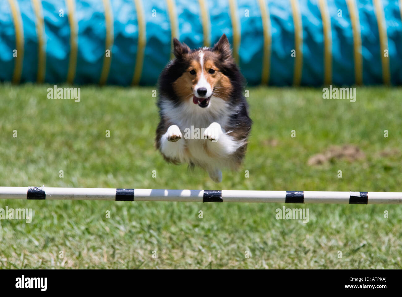 Rough Collie Jumping Hurdle on Agility Course Corydon Indiana Stock ...