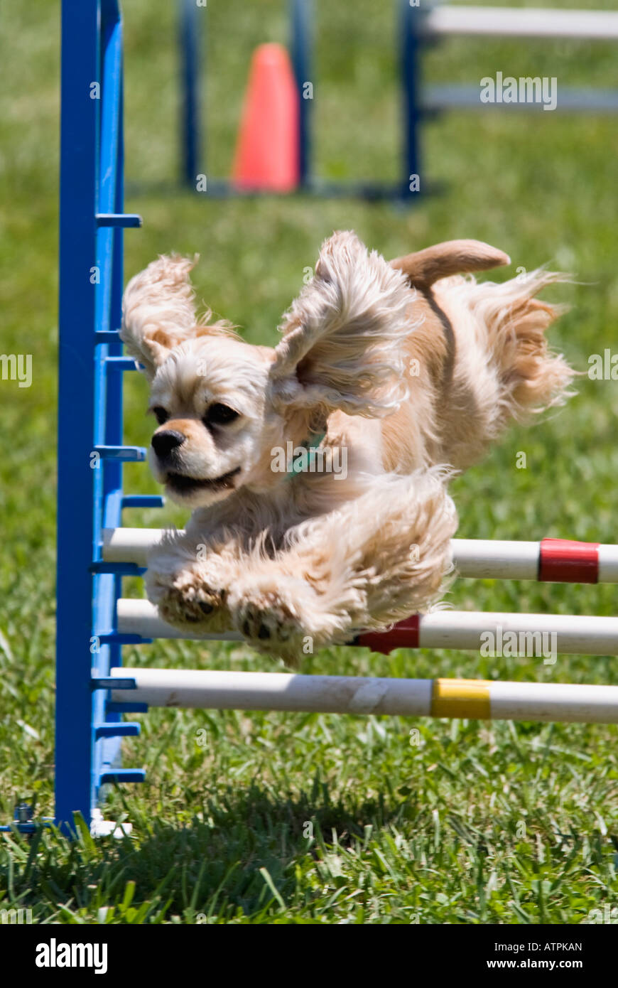 American Cocker Spaniel Jumping Hurdle on Agility Course Corydon ...