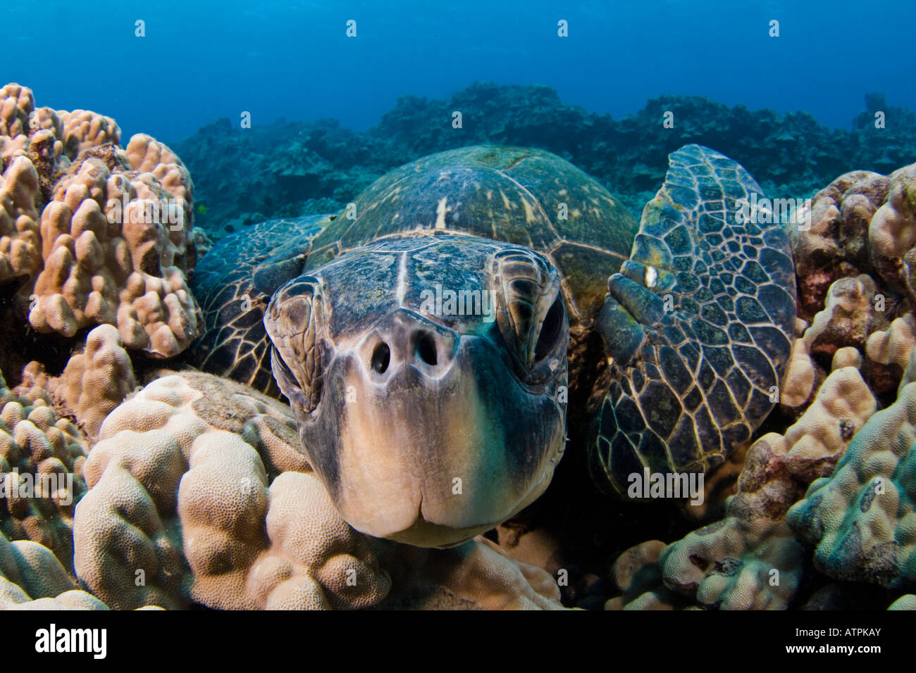 Green sea turtle, Chelonia mydas, an endangered species, Hawaii Stock ...