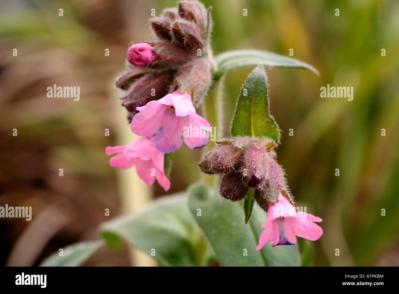 Stillingfleet hi-res stock photography and images - Alamy