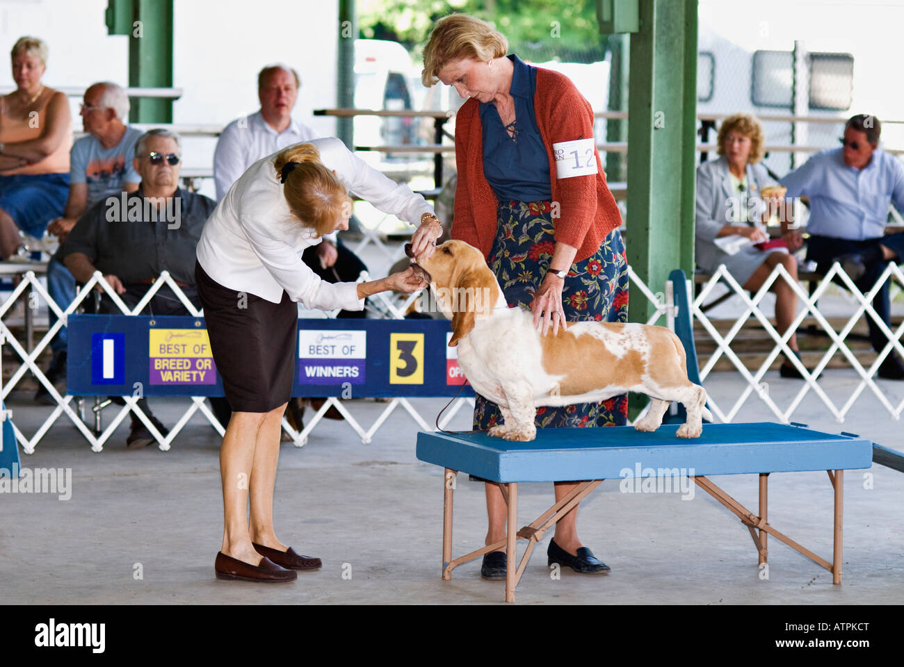 Judge Checking Bite of Basset Hound in Show Ring at Conformation Dog ...