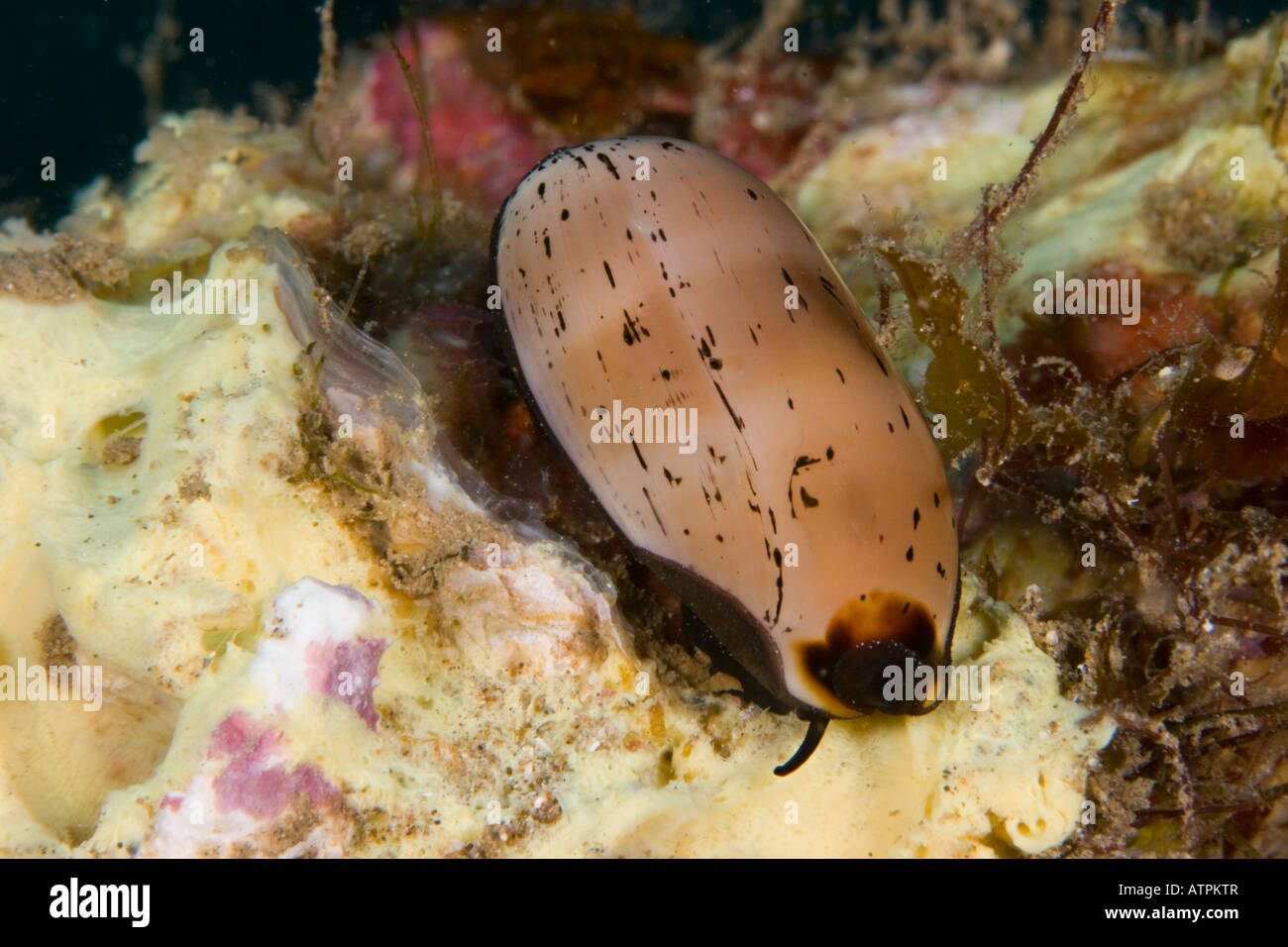 Isabella's cowry, Cypraea isabella, with the animal partially covering ...