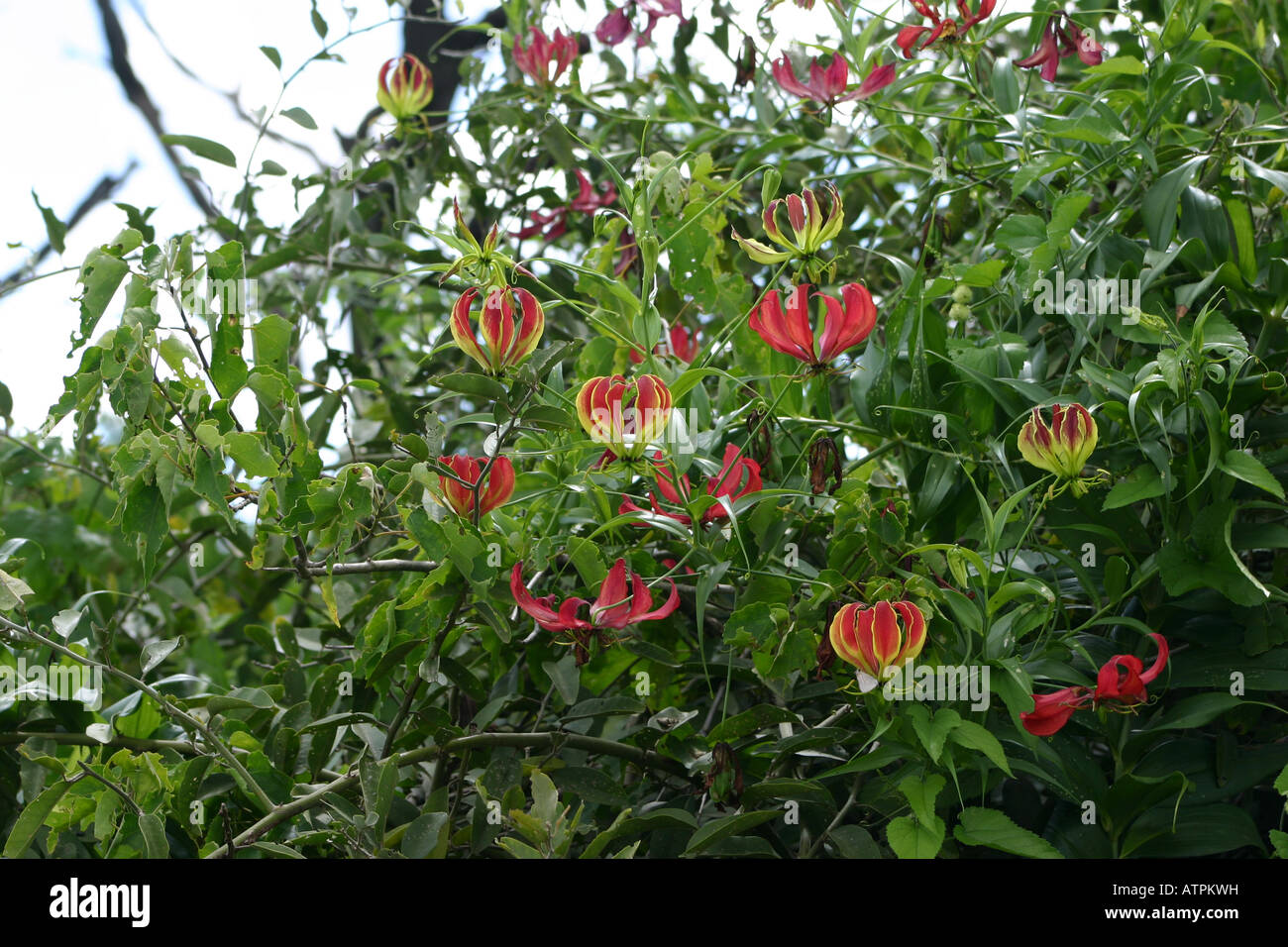 Flame lily africa hi-res stock photography and images - Alamy