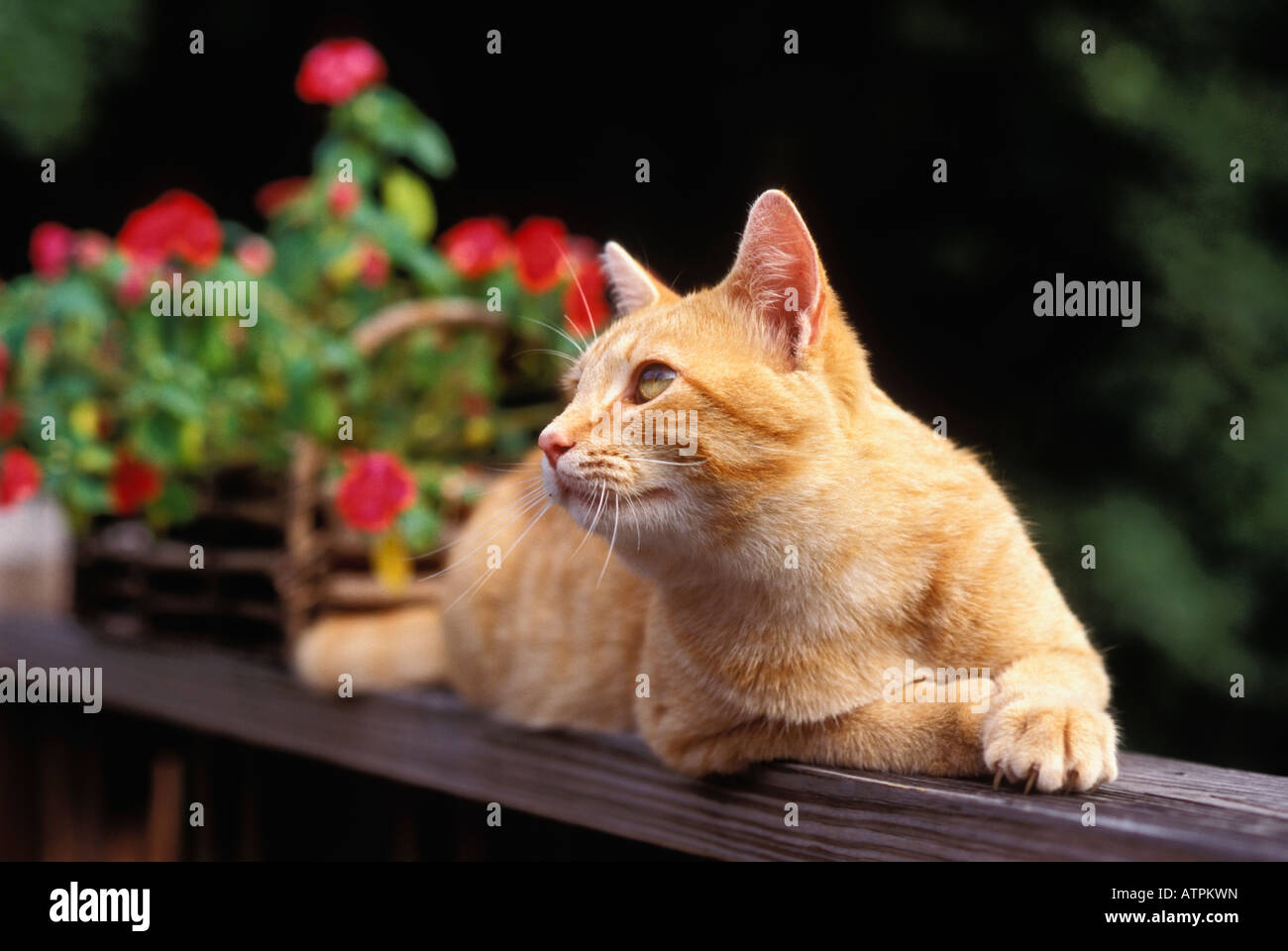 Orange tabby cat hi-res stock photography and images - Alamy