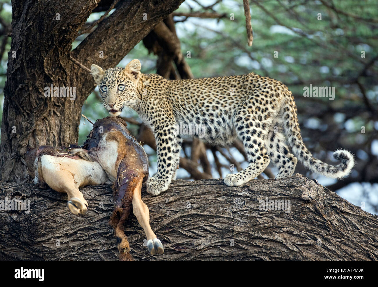 Leopard cub (panthera pardus) with Impala kill in tree Stock Photo - Alamy